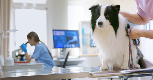 About VRS – Veterinarian Recommended Solutions